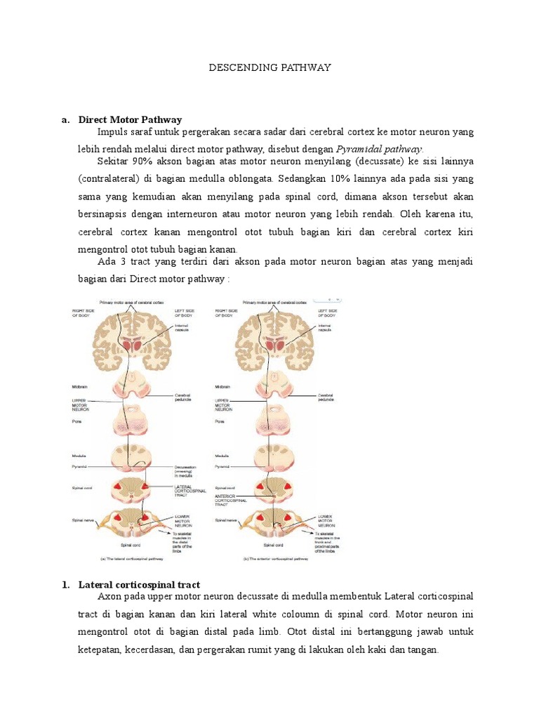 Descending Pathway | PDF | Sains & Matematika