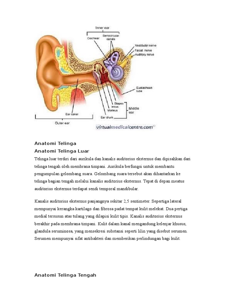 Anatomi Telinga Fisiologi Pendengaran | PDF