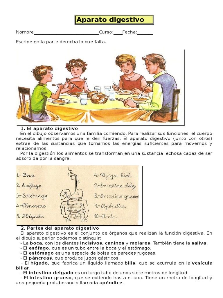 Aparato Digestivo-Ficha | PDF | Sistema digestivo humano | Digestión