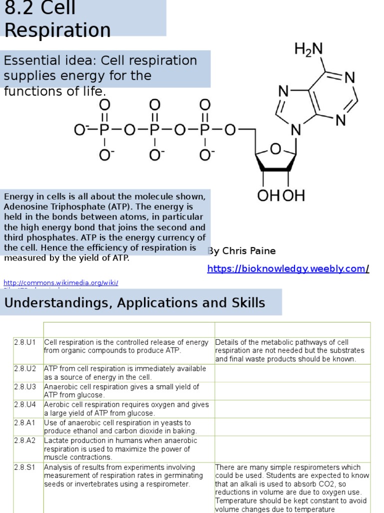 2.8 Cell Respiration IB BIo | PDF | Cellular Respiration | Fermentation