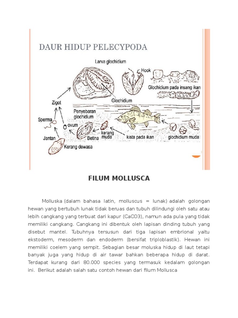 Filum Mollusca | PDF