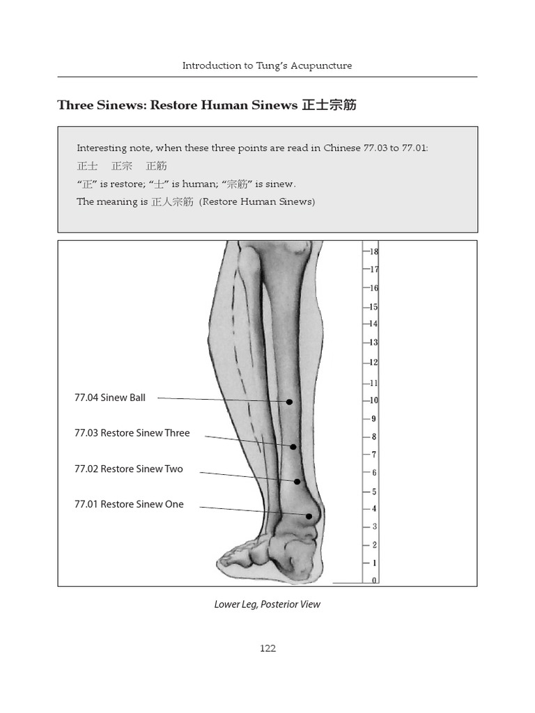 Three Sinews: Restore Human Sinews 正士宗筋: Lower Leg, Posterior View ...