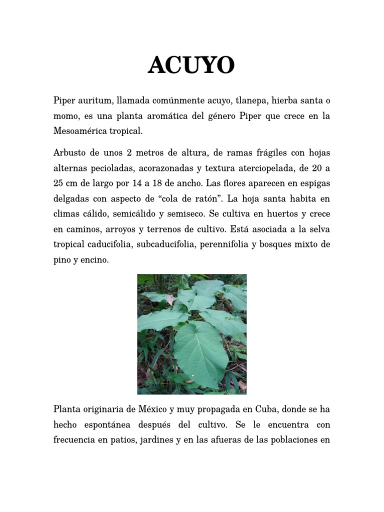 ACUYO | PDF | Alimentos | Plantas