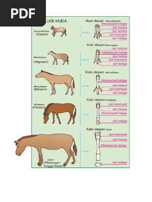 Evolusi Kuda 2 Contoh Perubahan Evolusi Dari Sudut Pandang Biologi