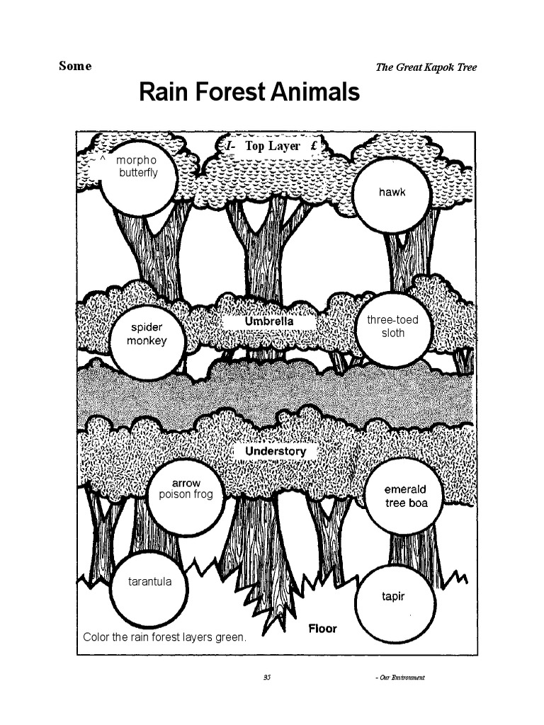 Rain Forest Animals1 | PDF