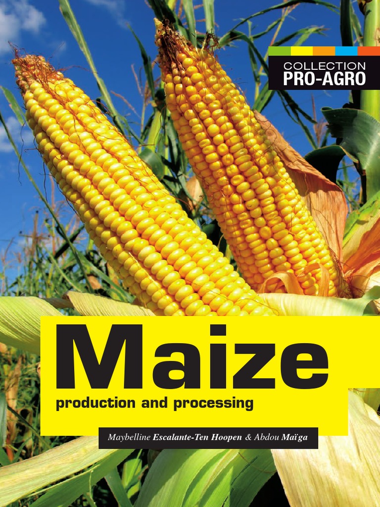 Maize Production And Processing Maize Seed