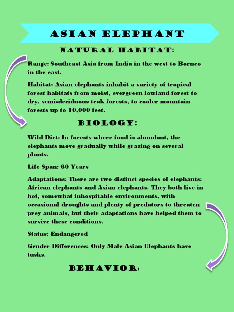Asian Elephant Habitat and Behavior | PDF