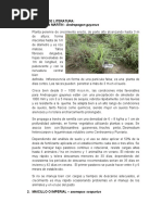 Lolium Perenne: Pastos y Forrajes | PDF | Agricultura | Botánica