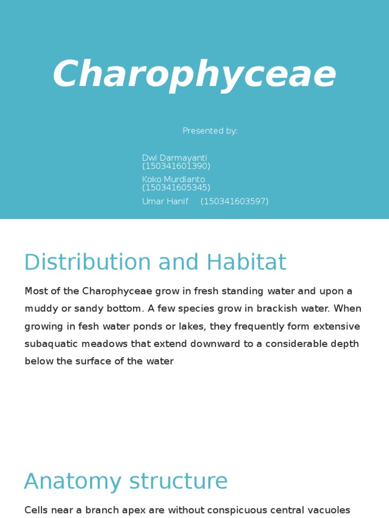Charophyceae | PDF | Reproduction | Plants