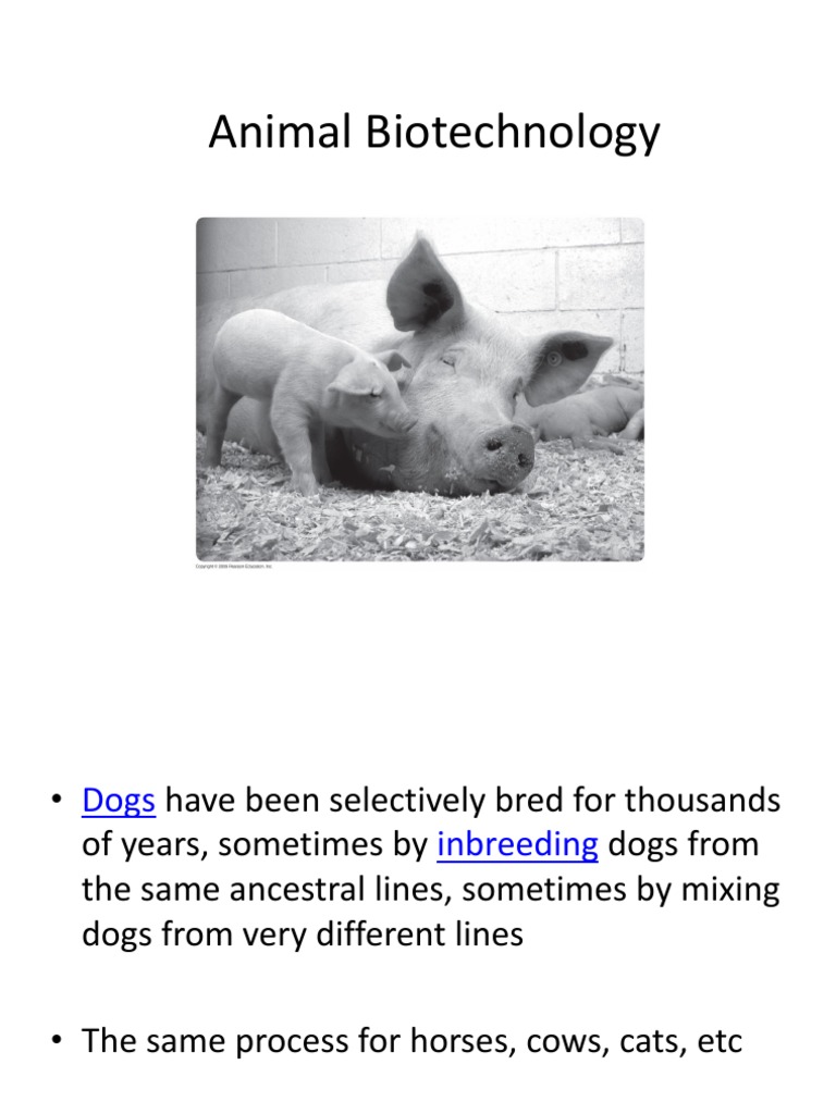 Animal Biotechnology | PDF | Cloning | Transgene