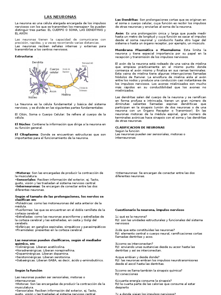 Las Neuronas | PDF | Axon | Mielina
