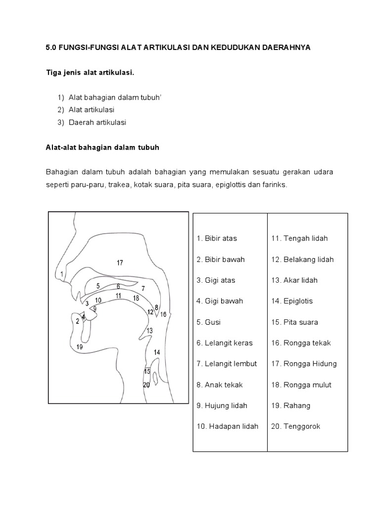 Fungsi-Fungsi Alat Artikulasi Dan Kedudukan Daerahnya | PDF