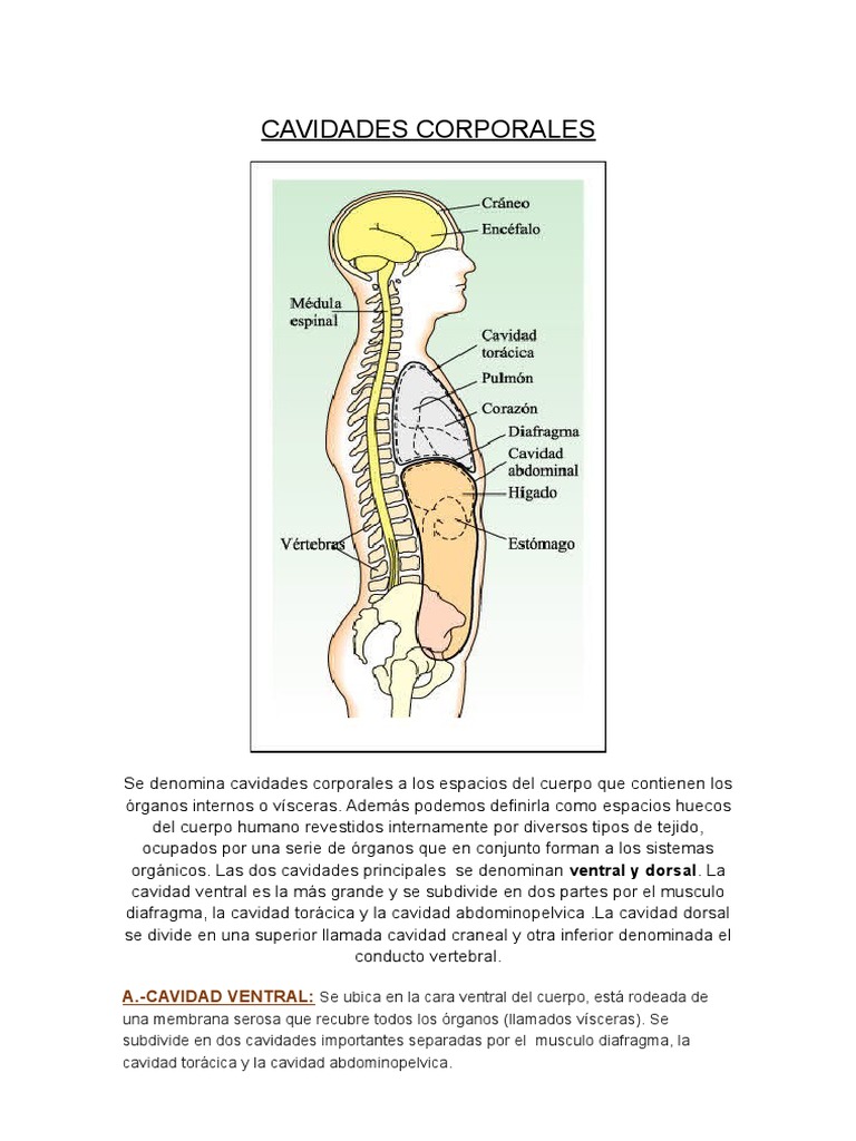 Cavidades Corporales | Pelvis | Abdomen