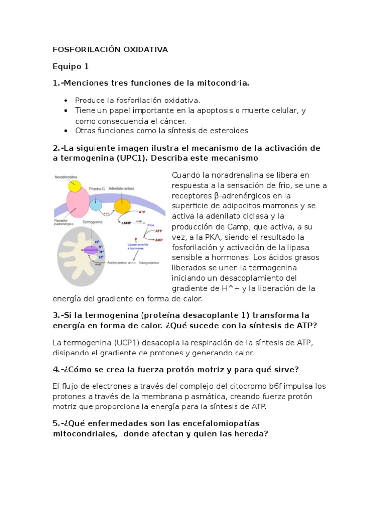 Mecanismo de la Termogenina UCP1 | PDF