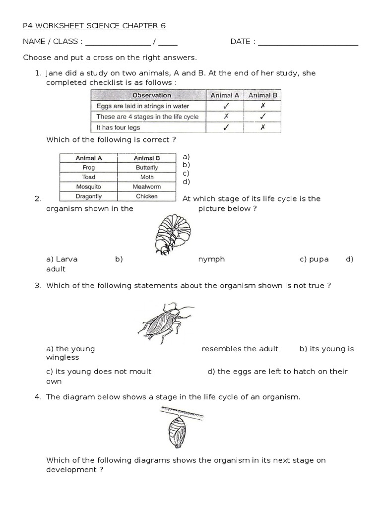 P4 Worksheet Science Chapter 6 (Life Cycle) | PDF | Seedling | Pupa