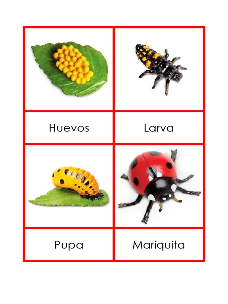 Ciclo de Vida de Una Mariquita
