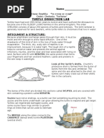Sea Turtle Anatomy Overview | PDF | Turtle | Gastrointestinal Tract