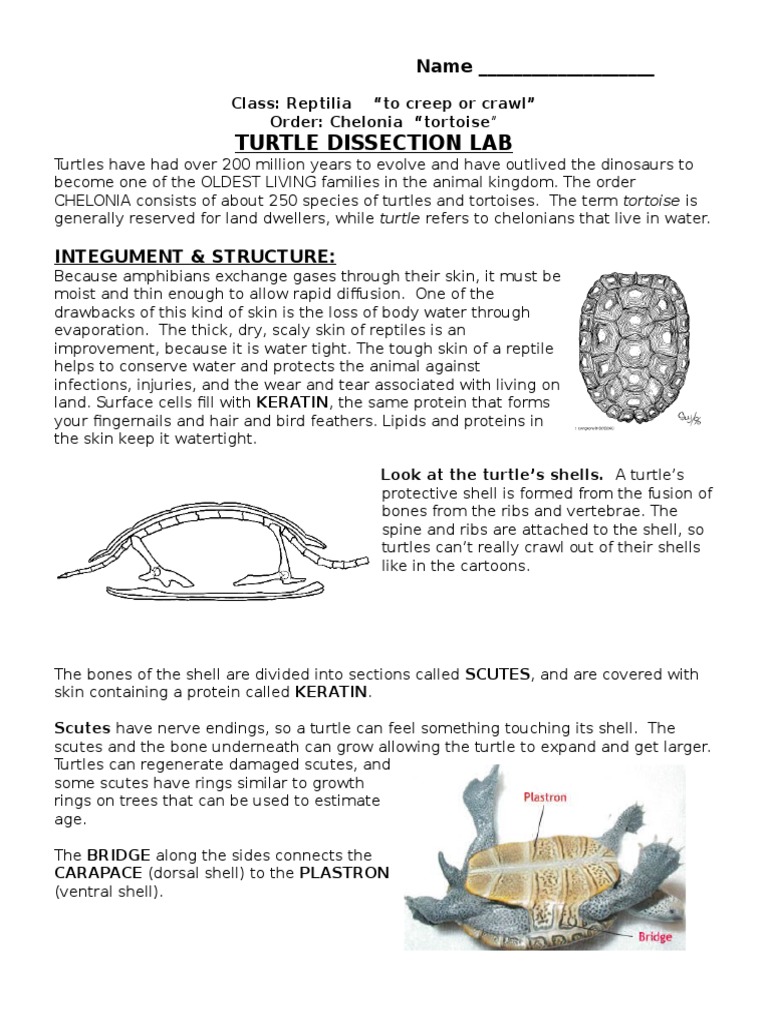 2013 Turtle Lab | PDF | Heart | Circulatory System