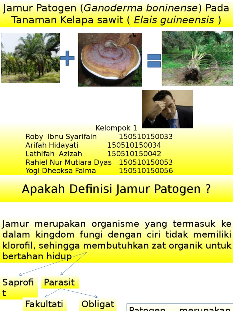 Jamur Patogen Ganoderma boninense pada Tanaman Kelapa Sawit (Elais ...