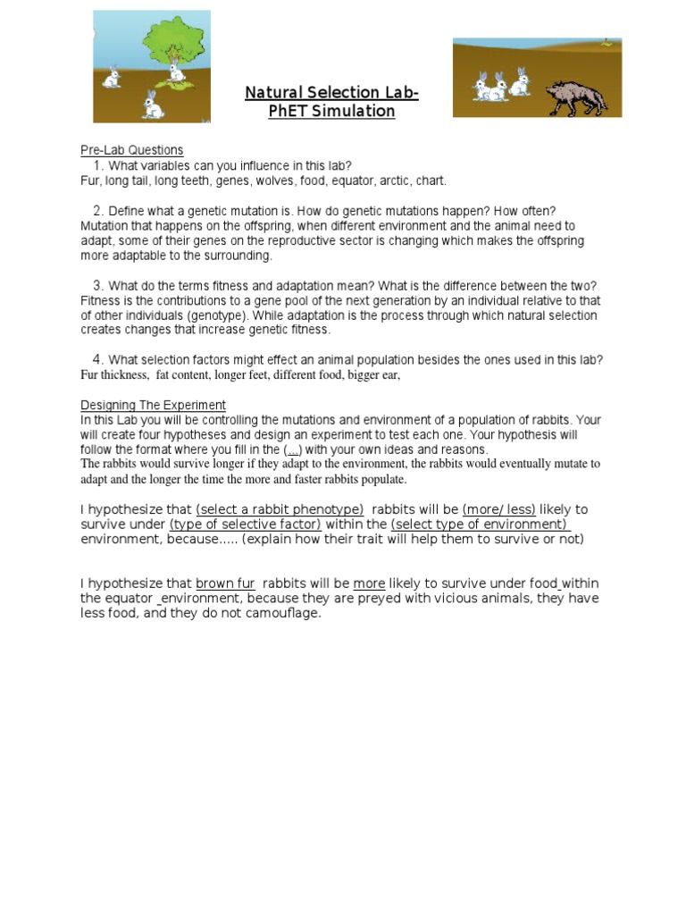 Natural Selection Lab-Phet Simulation | PDF | Natural Selection ...