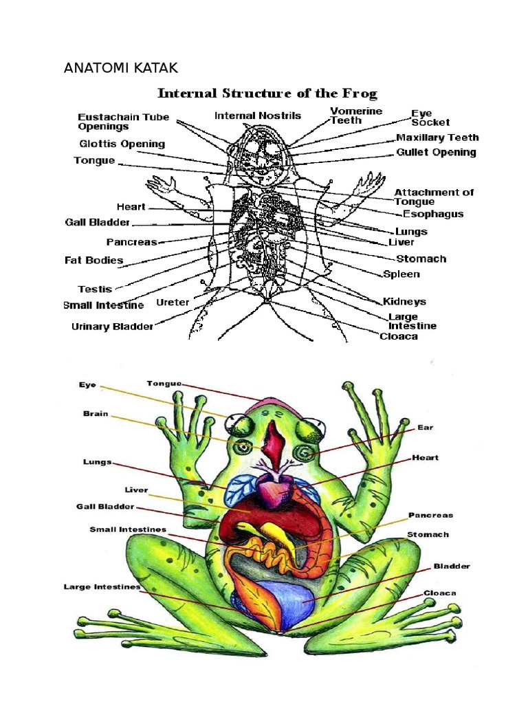 Anatomi Katak1 | PDF