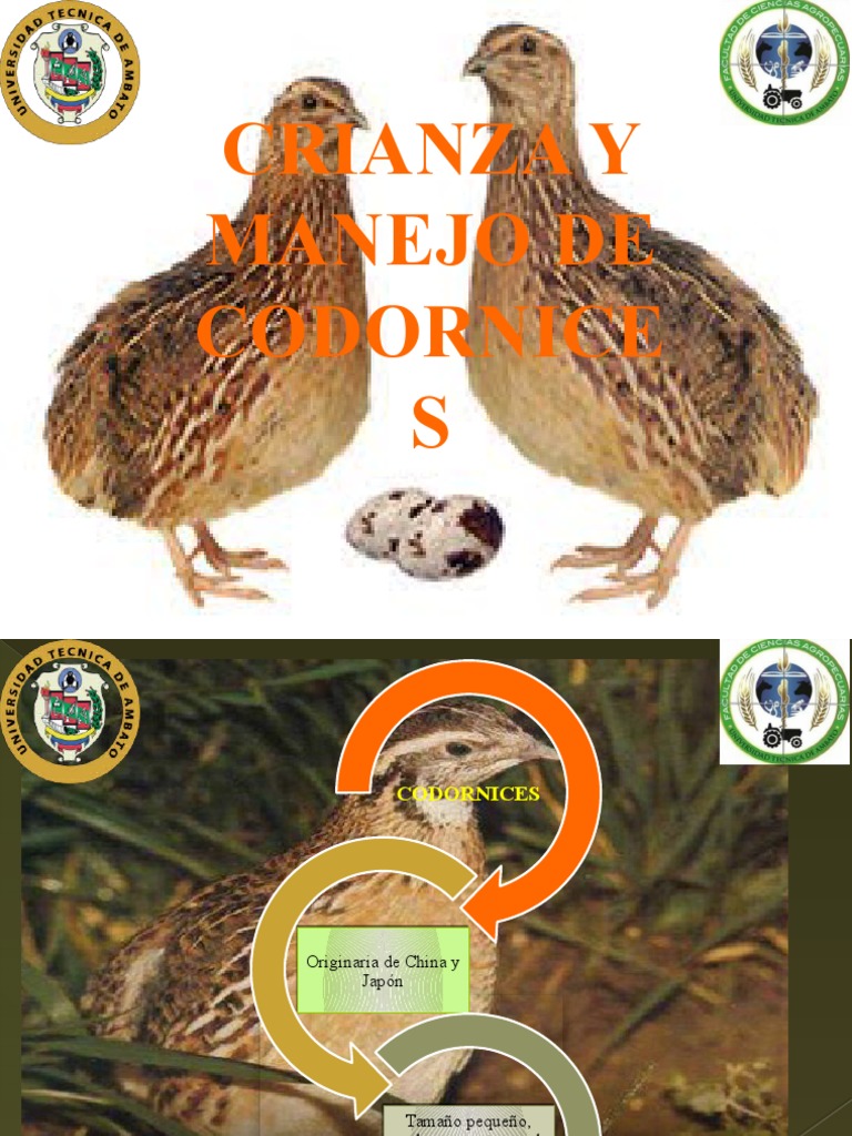 Crianza y Manejo de Codornices | PDF | Aves | Pollo