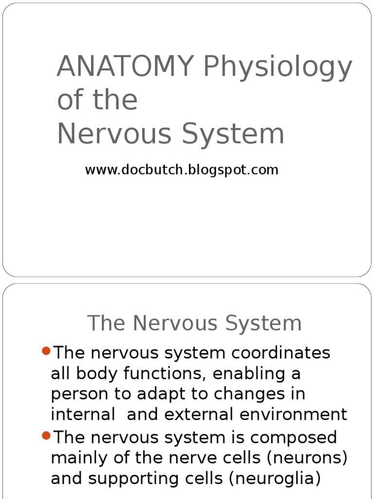 Nervous System Anatomy and Physiology Lecture | PDF | Action Potential ...