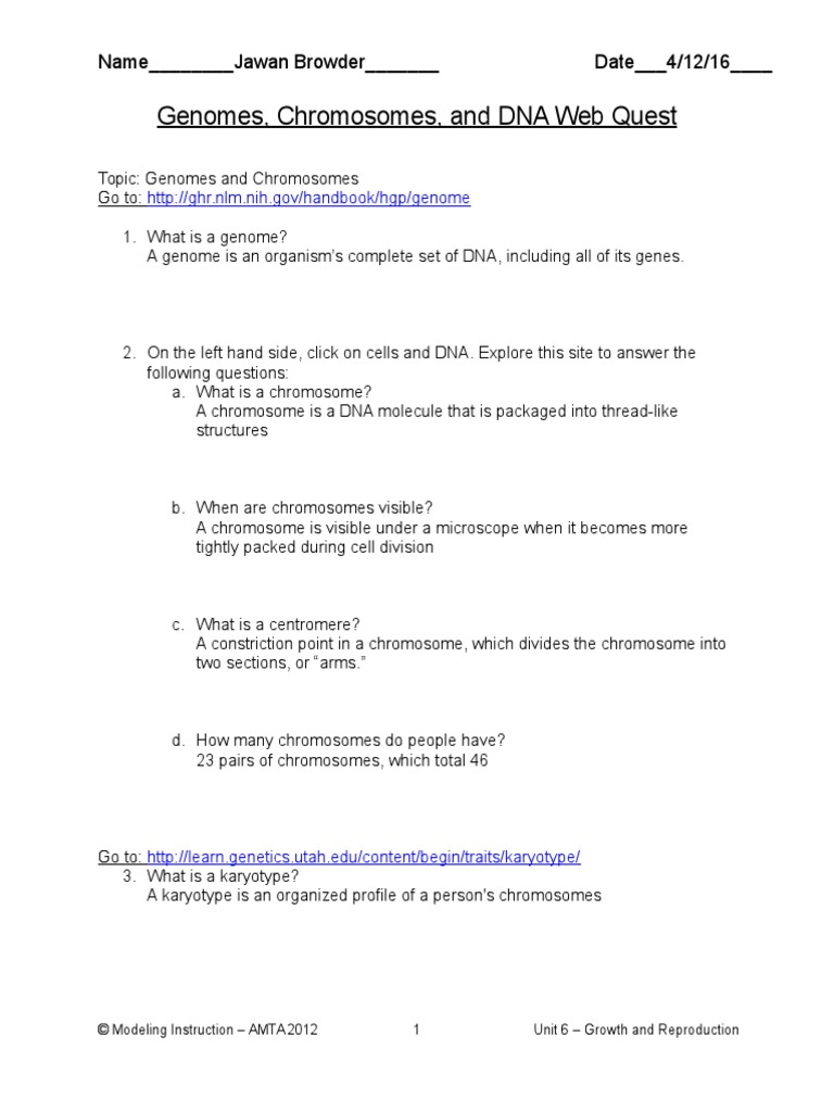 03 Genome Chromosome and Dna Webquest | PDF | Chromosome | Karyotype