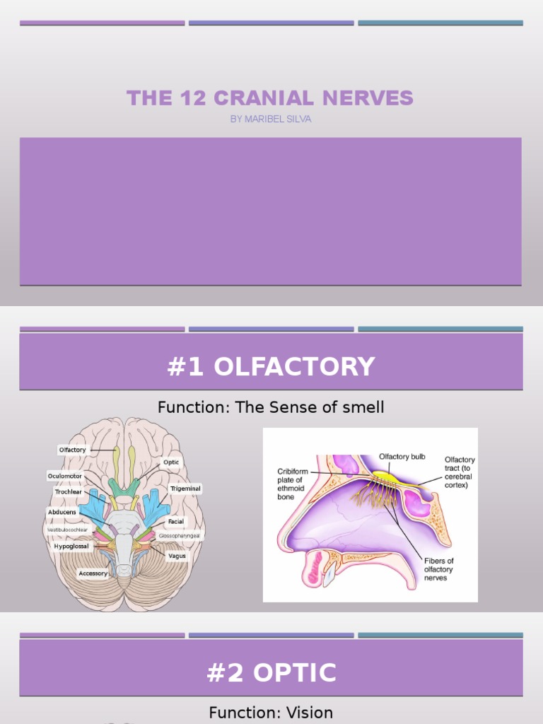 12 Cranial Nerves | PDF