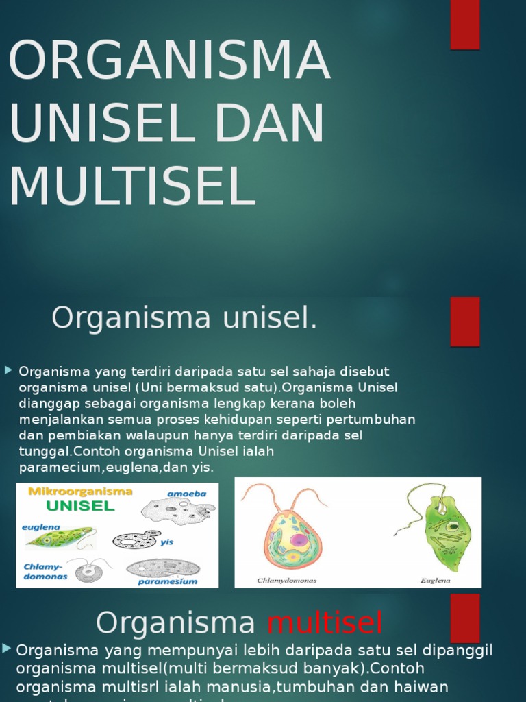 Organisma Unisel Dan Multisel | PDF