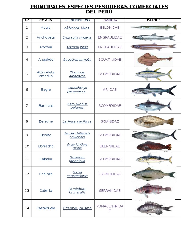 Peces Comerciales Del Peru | PDF | Vertebrados Acuáticos | Tiburones