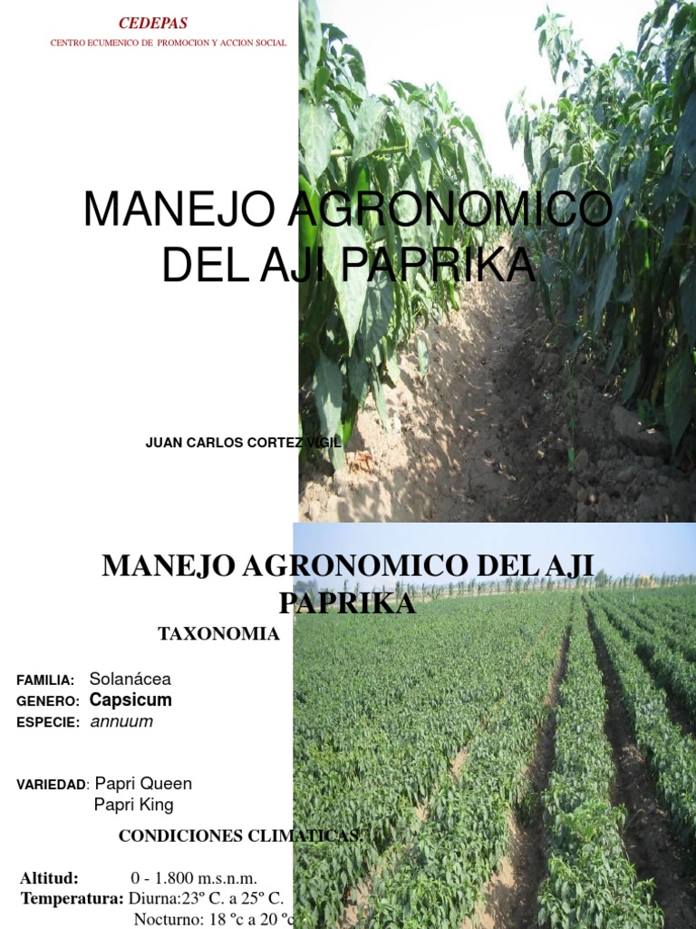 Manejo Agronomico Del Aji Paprika PDF | PDF | Pimenton | Pimiento