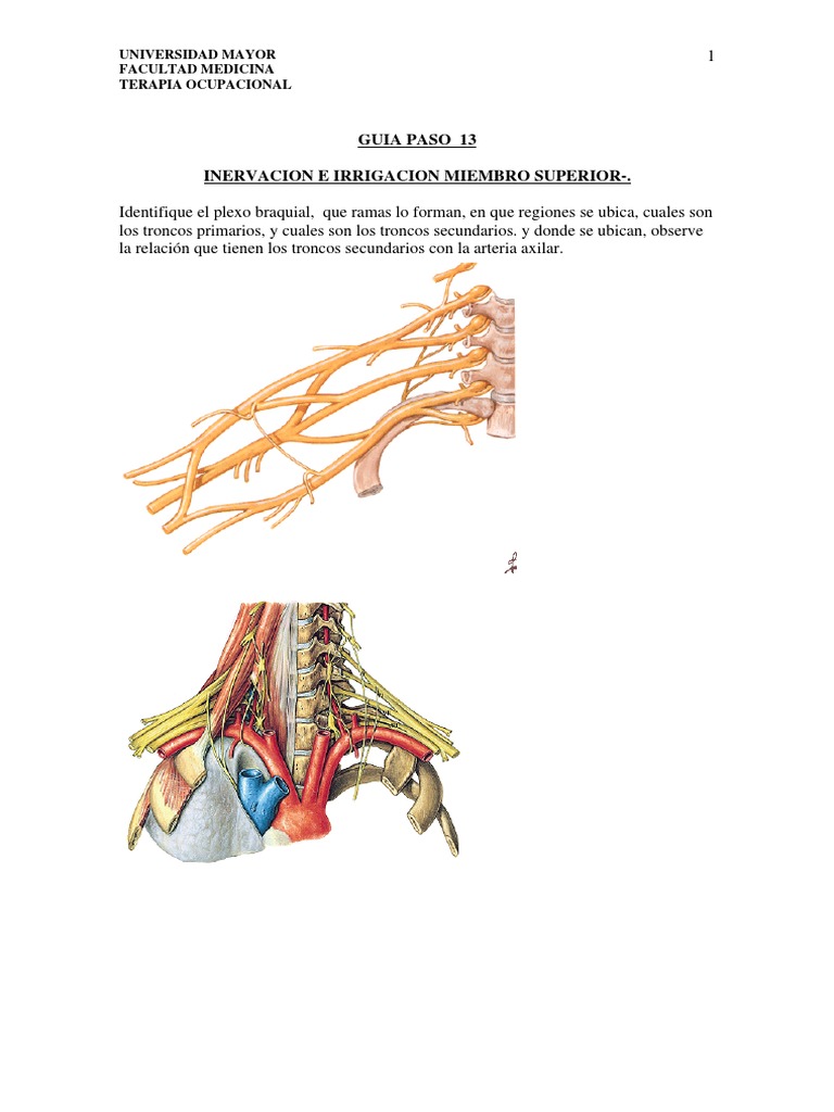 Inervacion e Irrigacion | Angiología | Extremidades (anatomía)