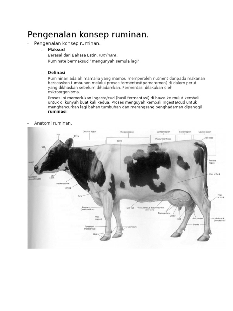 Pengenalan Konsep Ruminan | PDF