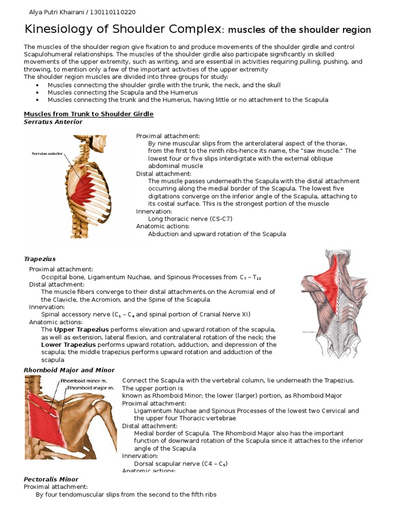 Kinesiology of the Shoulder Complex | PDF | Anatomical Terms Of Motion ...