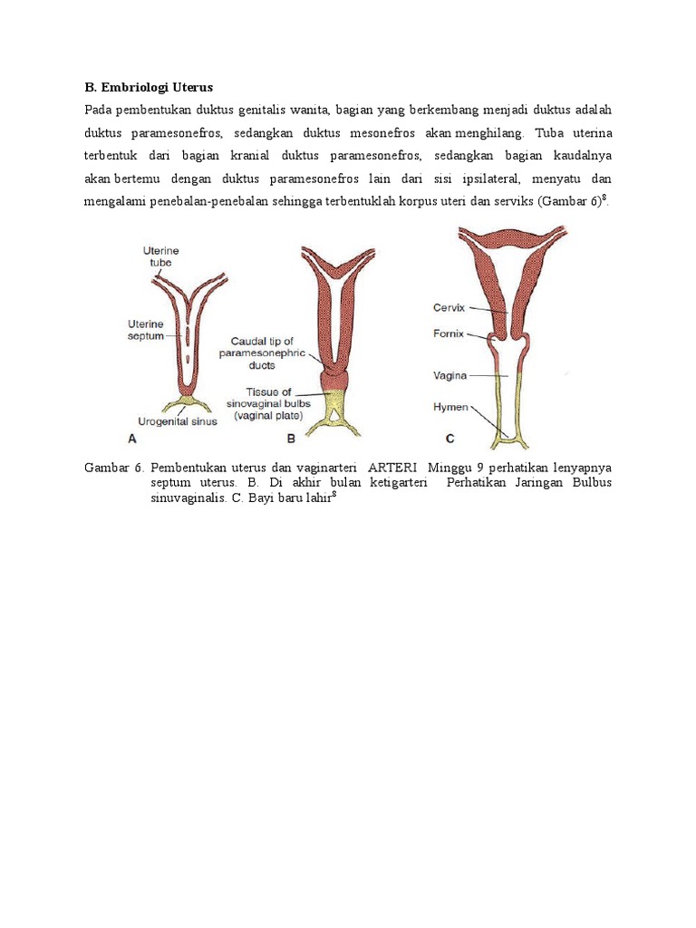 Gambar Embriologi Uterus | PDF