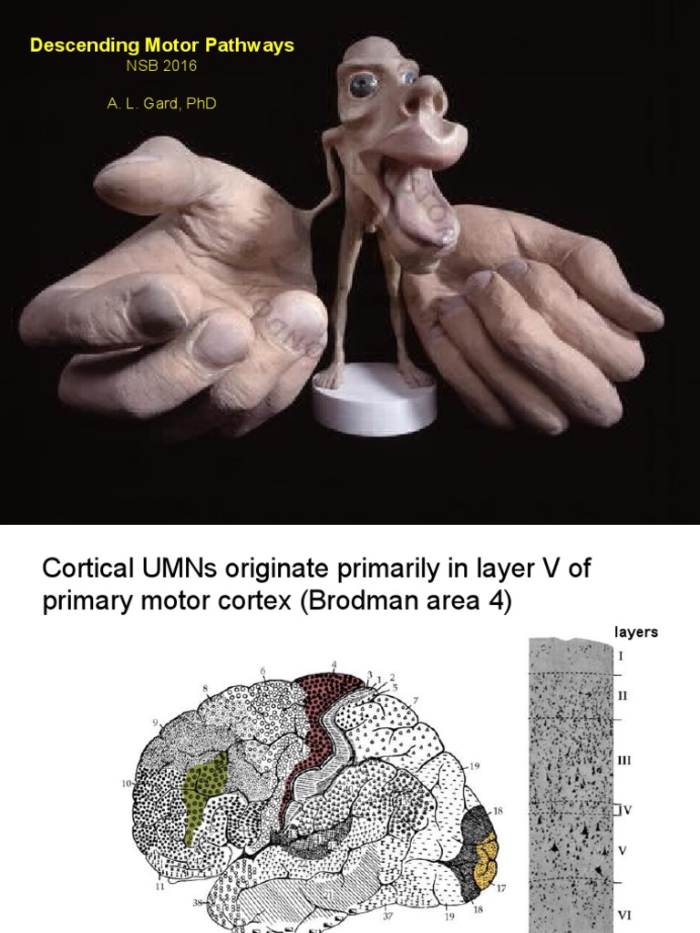 Descending Motor Pathways: An Overview of Upper Motor Neuron ...