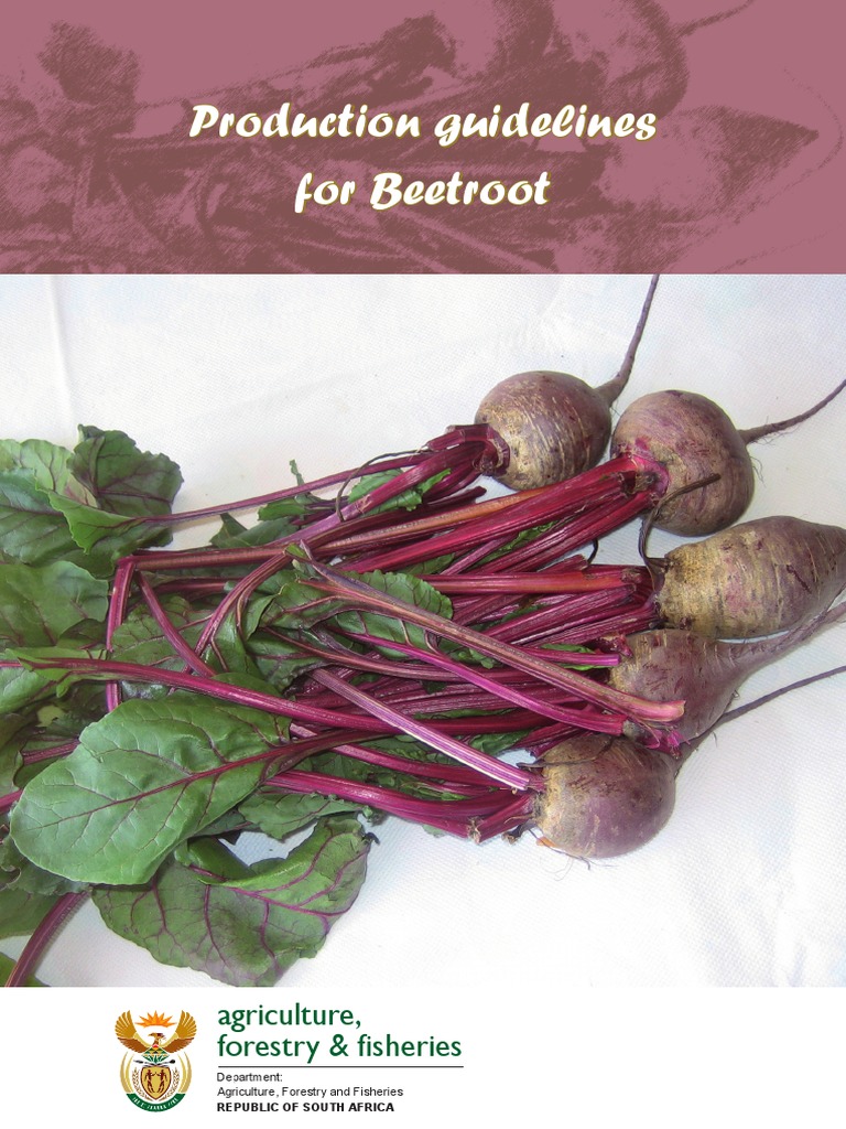Prodguidebeetroot | PDF | Beetroot | Sowing