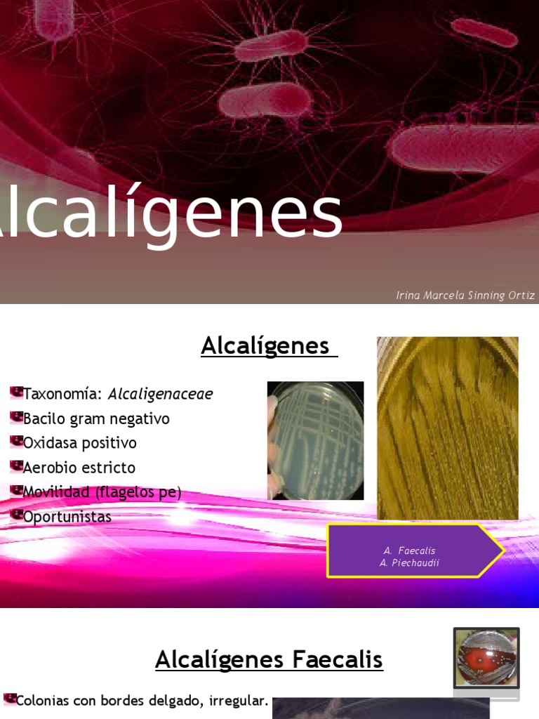 Alcalígenes | PDF