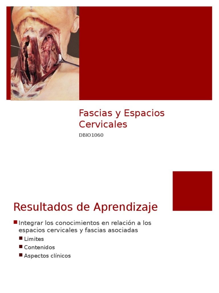16.-Fascias y Espacios Cervicales | PDF | Anatomía humana | Cabeza y ...
