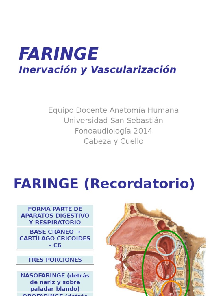 Clase Faringe Inervación y Vascularización | PDF | Sistema digestivo ...