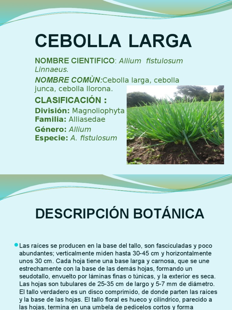 Cebolla Larga..o Junca | PDF