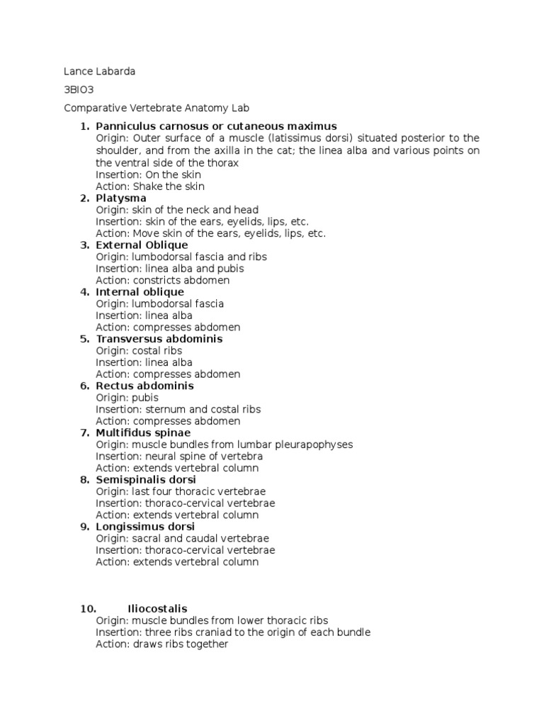 Panniculus Carnosus or Cutaneous Maximus | PDF | Foot | Abdomen