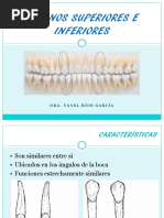 Resumen Canino Inferior | PDF | Anatomia dental | Ramas de Odontología