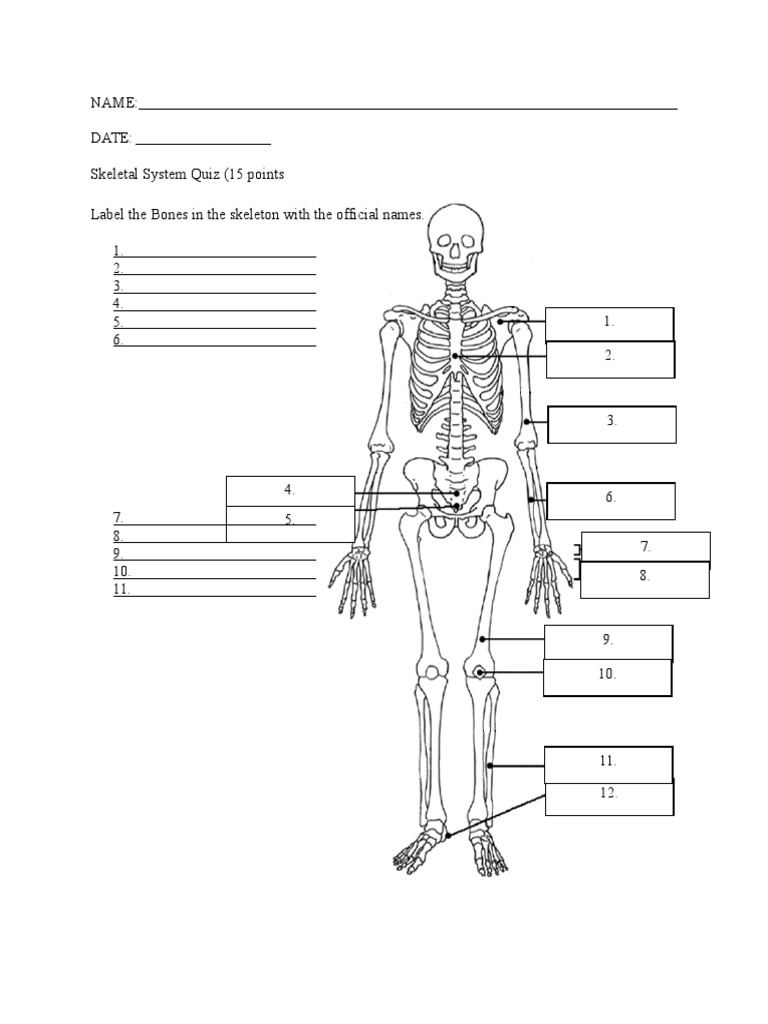 Bonesquiz | PDF
