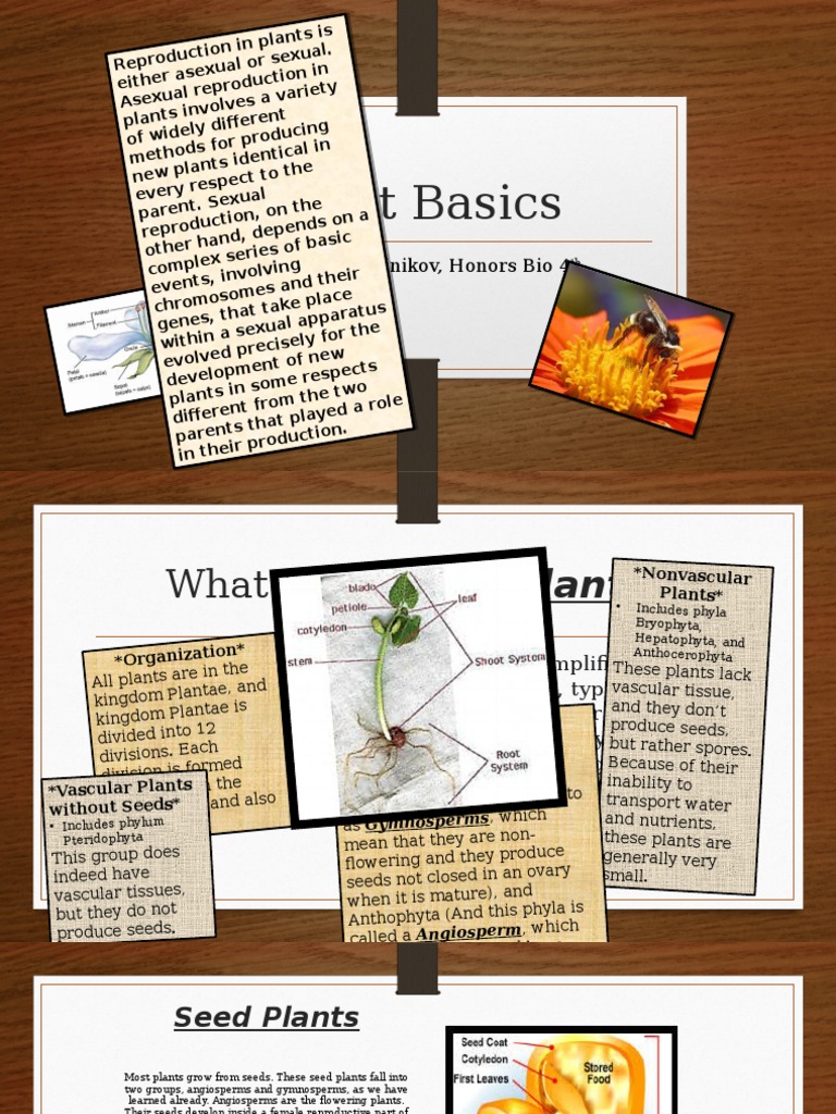 Plant Basics: Nikolai Kuvshinikov, Honors Bio 4 | PDF | Seed | Flowers