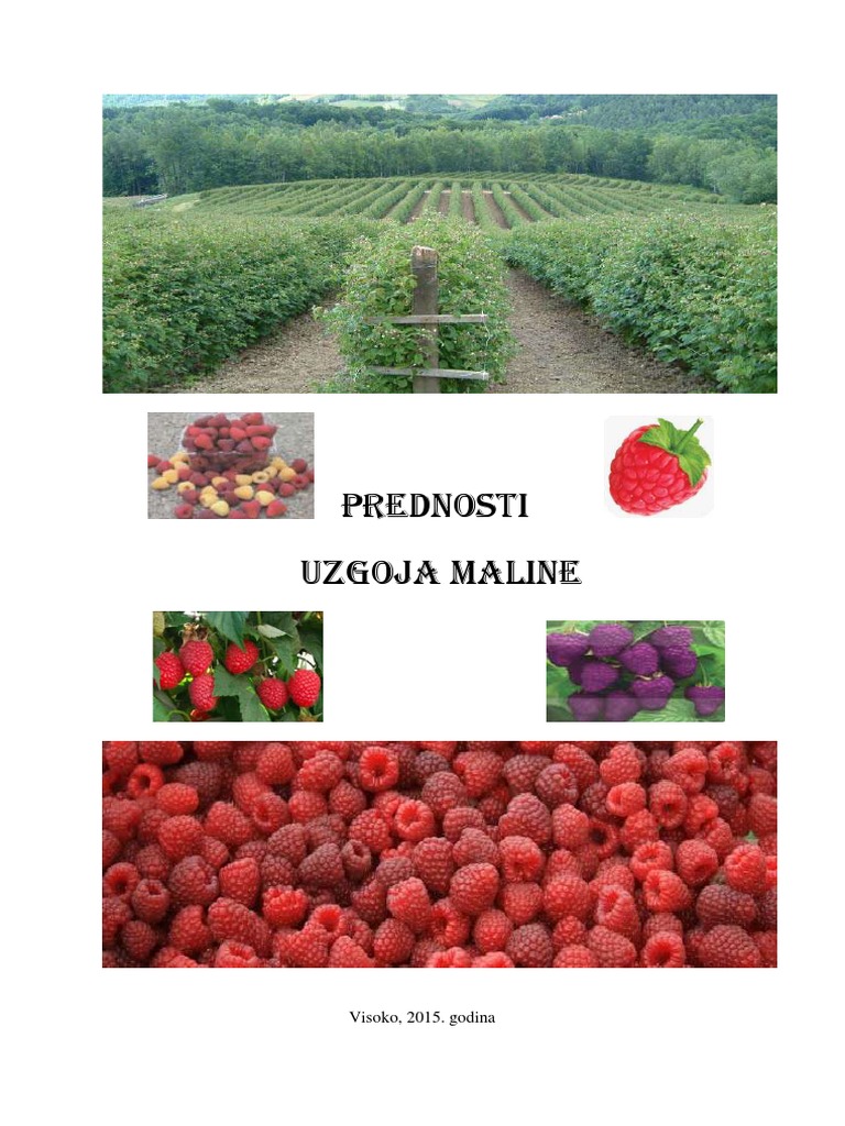 Prednosti Uzgoja Maline | PDF