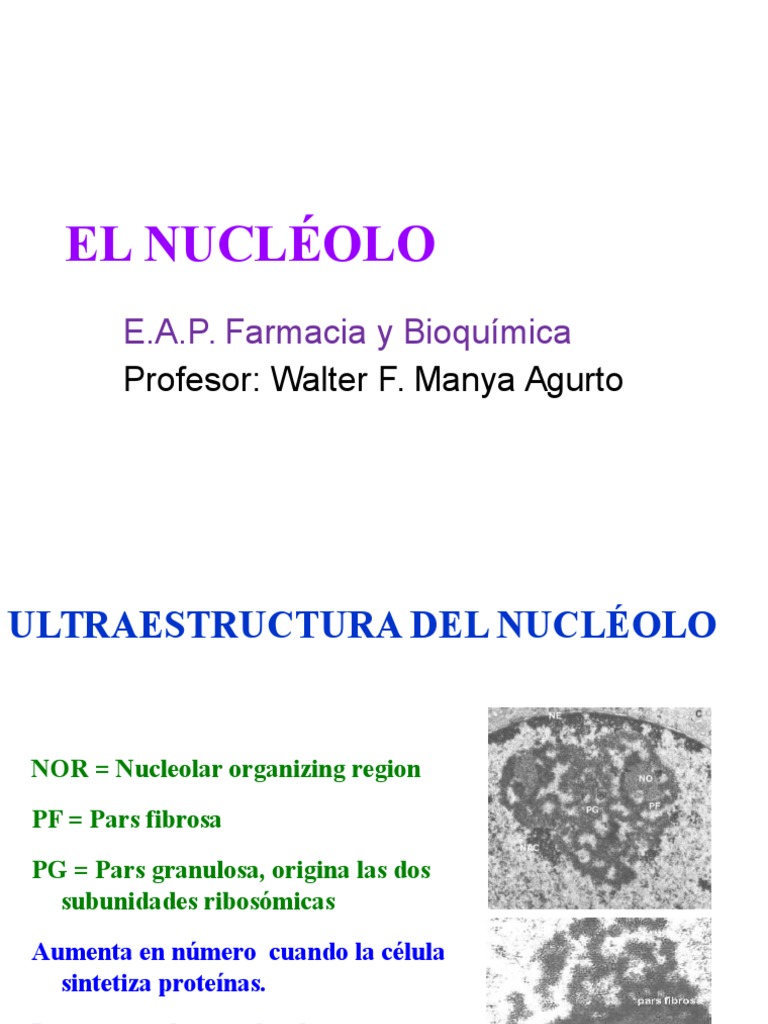 El Nucléolo | PDF | Ribosoma | Procesos celulares