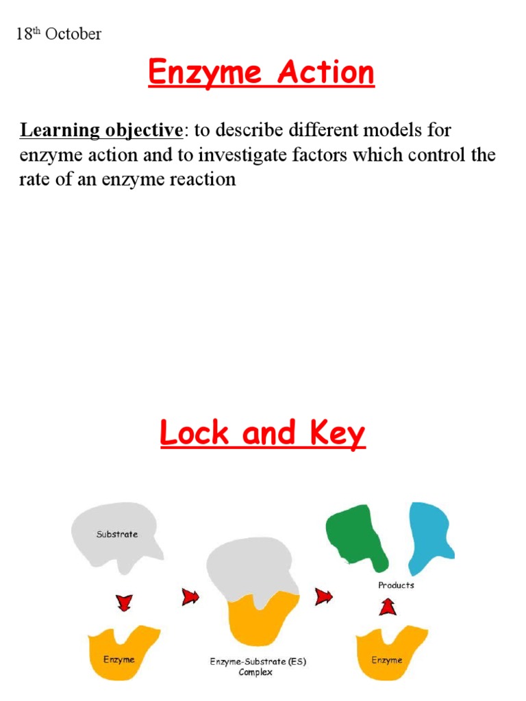 Enzymes Models of Action | PDF | Active Site | Enzyme