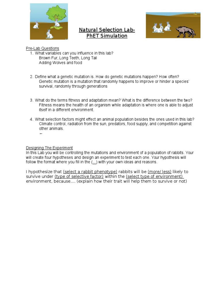 Natural Selection Lab: Rabbit Experiment Guide | PDF | Dominance ...